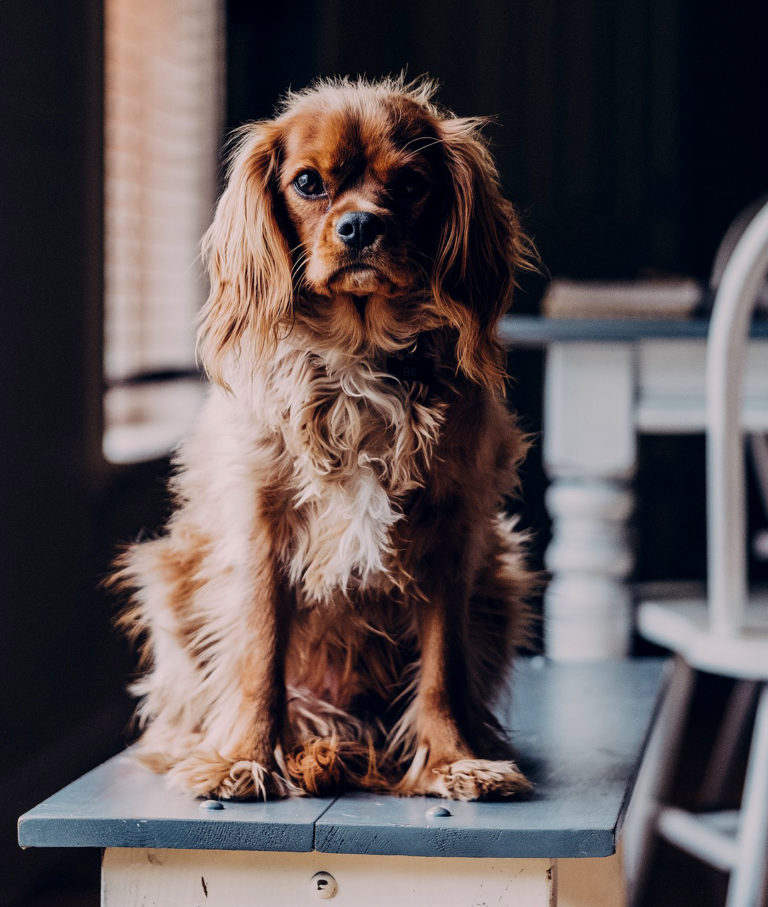 About - Perfect Pooches
